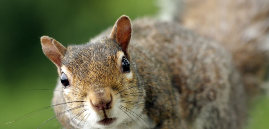 A Definitive Ranking of Swarthmore's Most Eligible Squirrels - The Phoenix