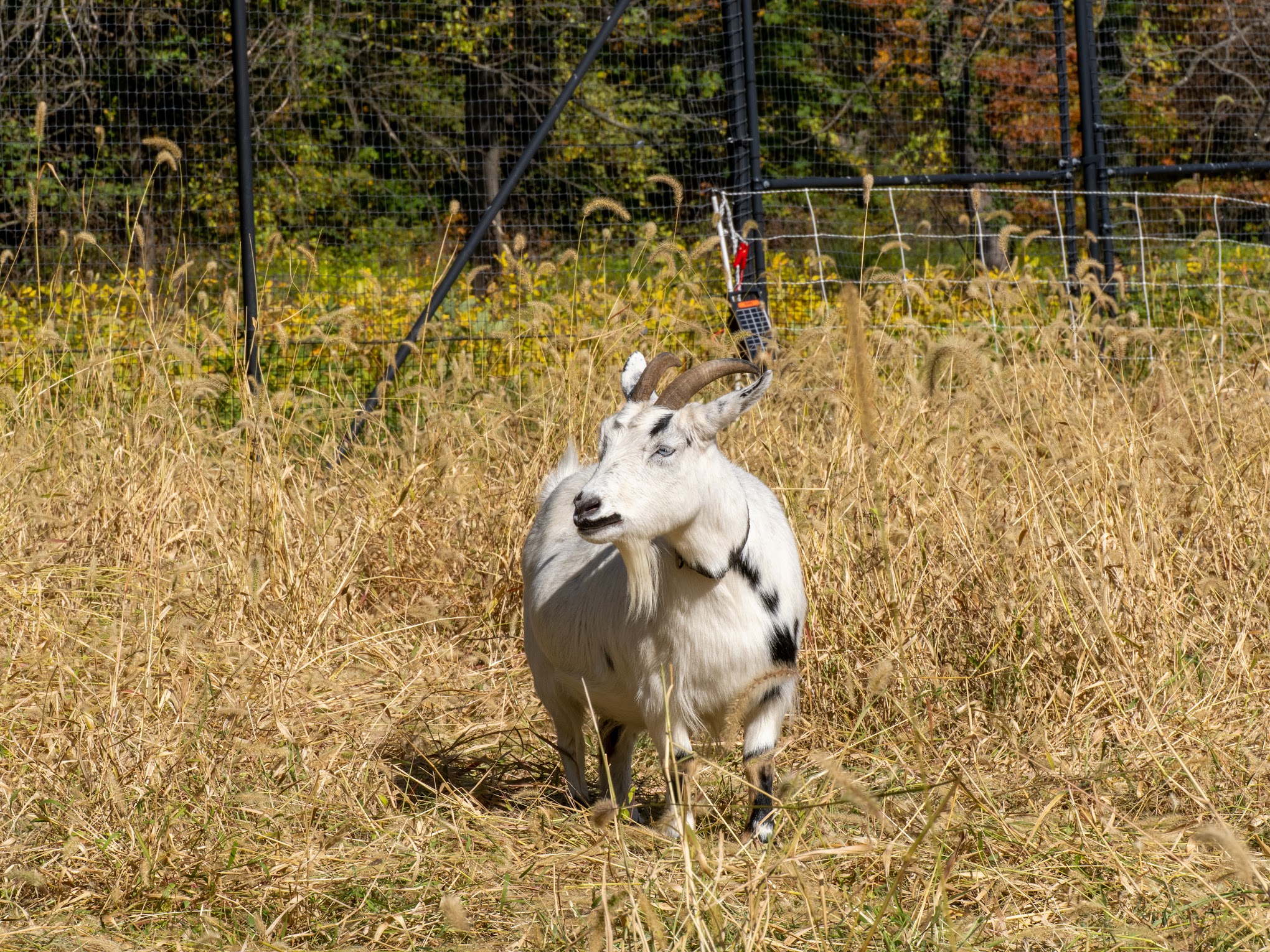 Goats Visit the Swarthmore Farm Prototype and Leave a Lasting Impact ...